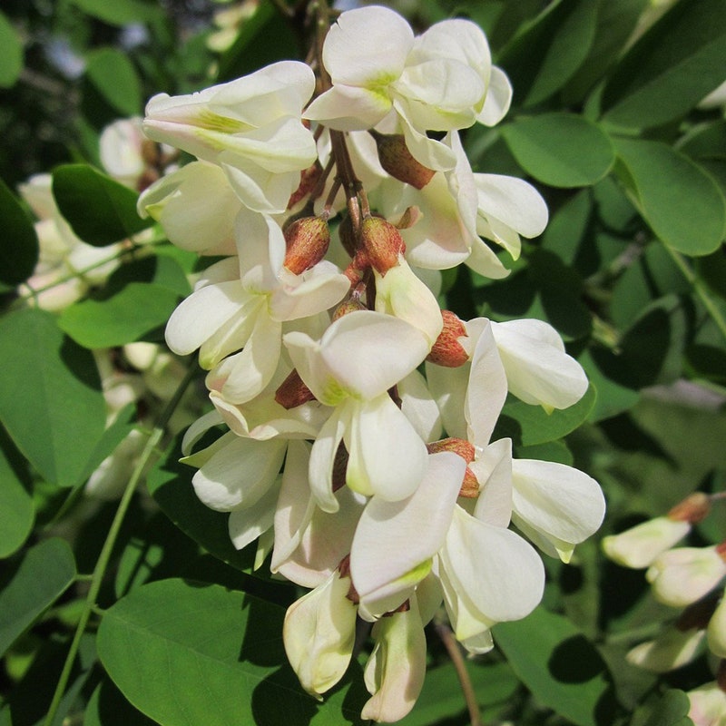 Black Locust - Etsy