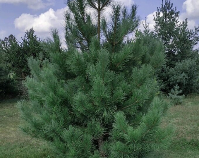 5 X Norway Pine Trees (2-3 Foot) - Long-lived Self-pruning Conifer ...