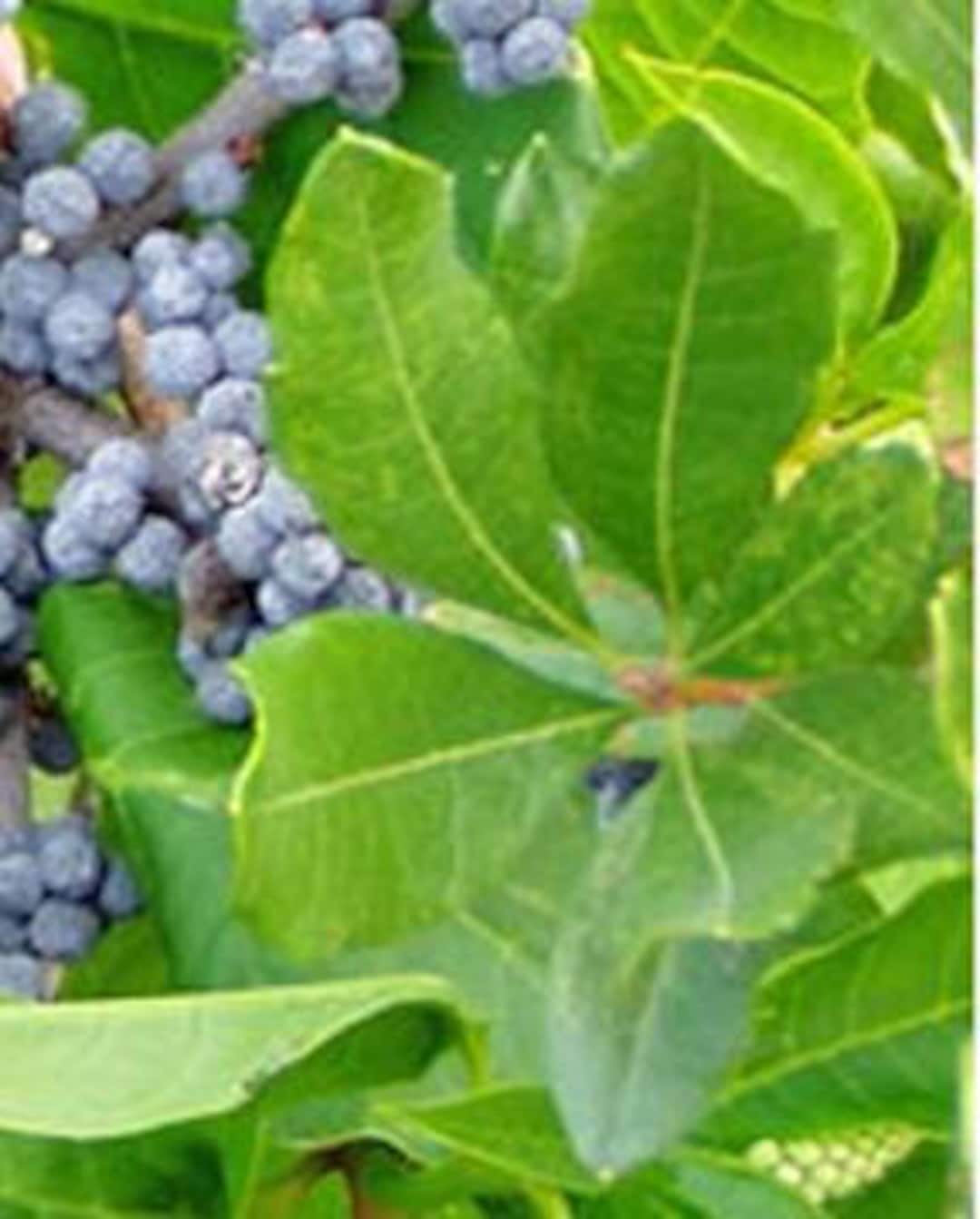 Northern Bayberry Bush 2-pack Plant Now, Dense, Semi-evergreen Shrub ...