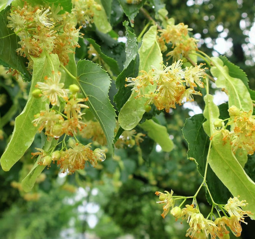 Little Leaf Linden Tree 18-24 Plant Now Zones 8-10 Only. Source of ...