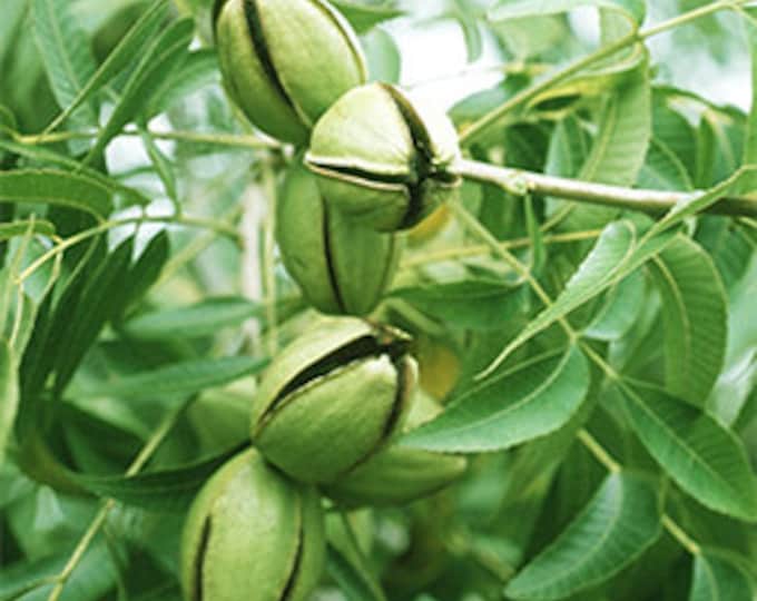 Northern Pecan Tree (18") (NO CA) Exceptionally Hardy Pecan Tree ...