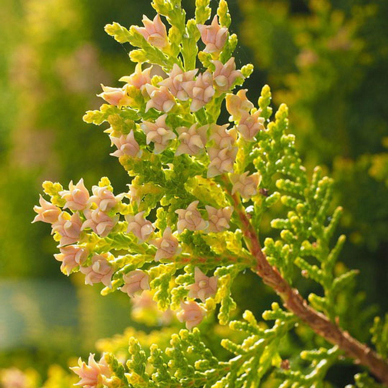 American Arborvitae Tree 3-pack of 2-3 Foot Trees Large White - Etsy