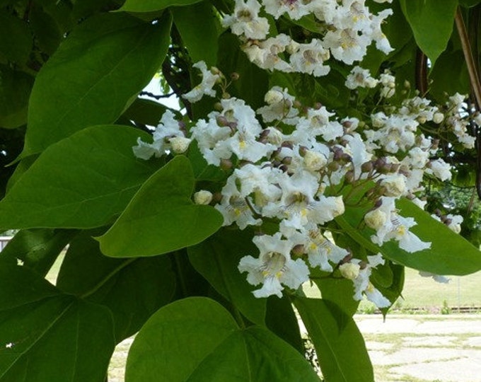 Northern Catalpa Tree (2-3 Foot), Interesting Twisting Trunk and ...