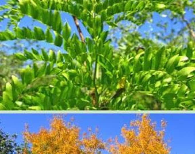 Thornless Honey Locust Tree (2 Foot) - Ships Immediately, Easy to Grow ...