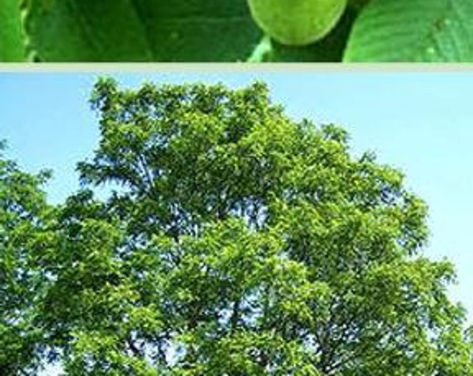 Butternut, Juglans Cinerea, White Walnut, Nut Tree, Shade Tree, Cold ...