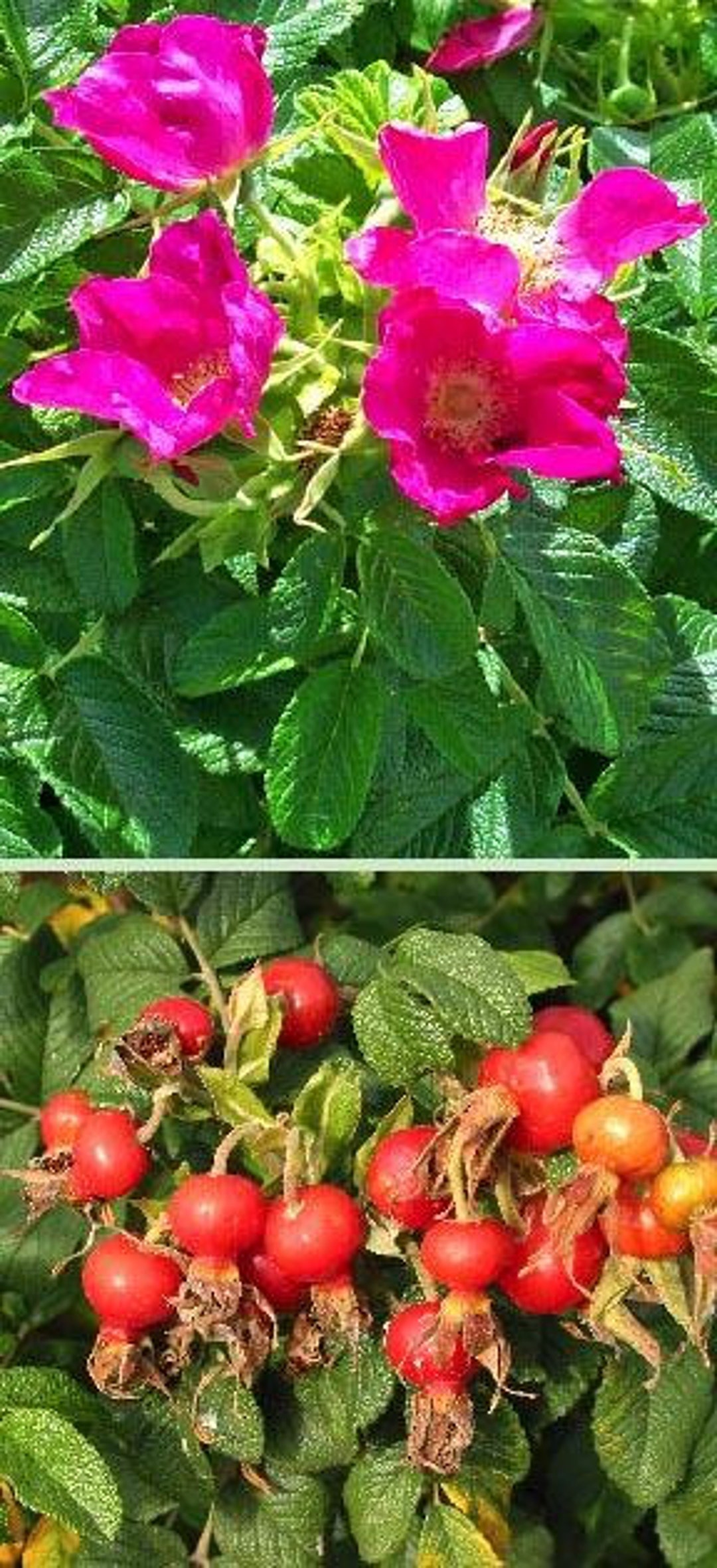 Japanese Rugosa Rose Bush - (18-24") Plant Now, 3-4 Inch Dark Pink ...