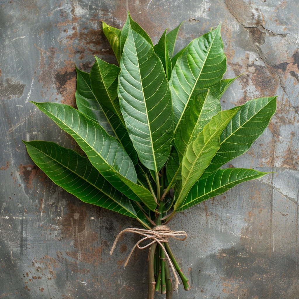 Fresh Jamaican Mango Leaves Straight From the Tree - Etsy
