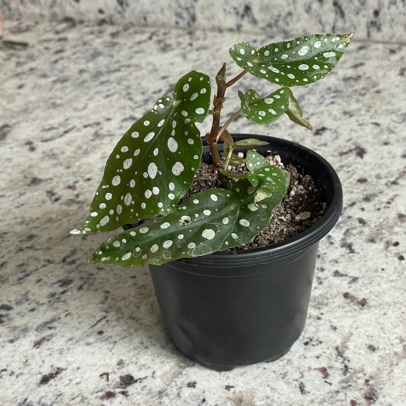 Begonia 'polka Dot' Maculata - Angel Wing - Etsy