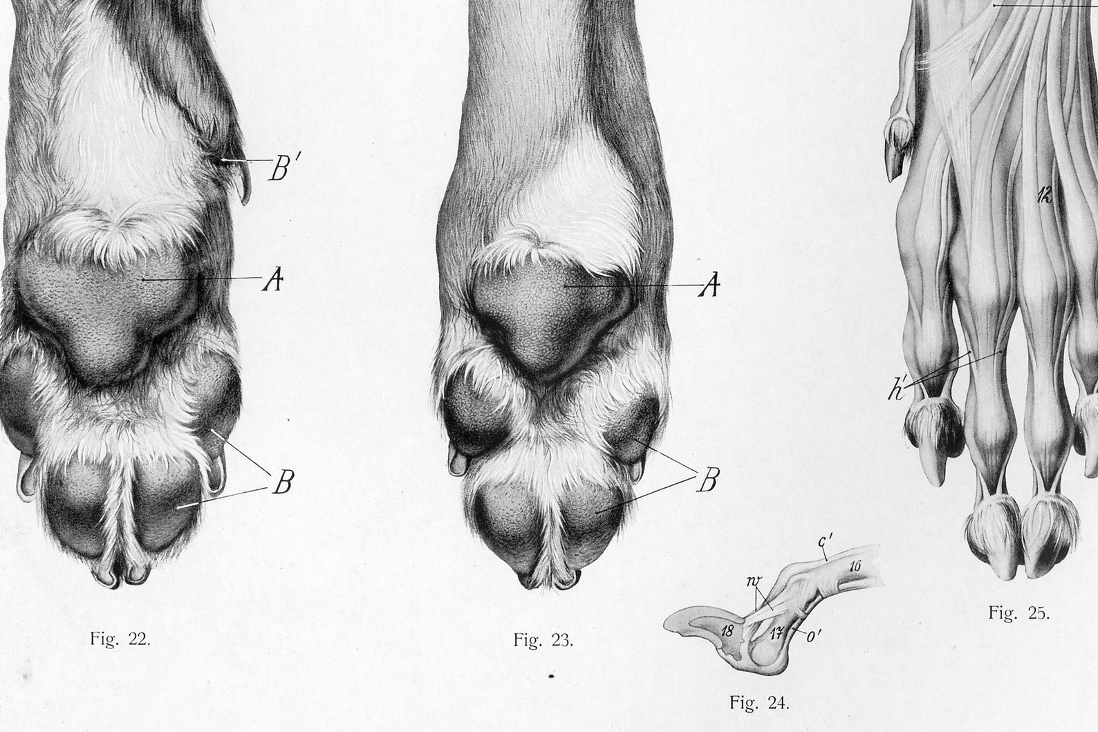Dog Paw Print | A4 | Anatomy | Anatomical Print | Animal Print ...