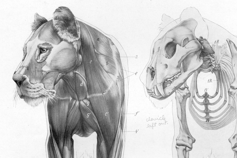 Lioness Print | A4 | Lion | Anatomy | Anatomical Print | Animal Print ...