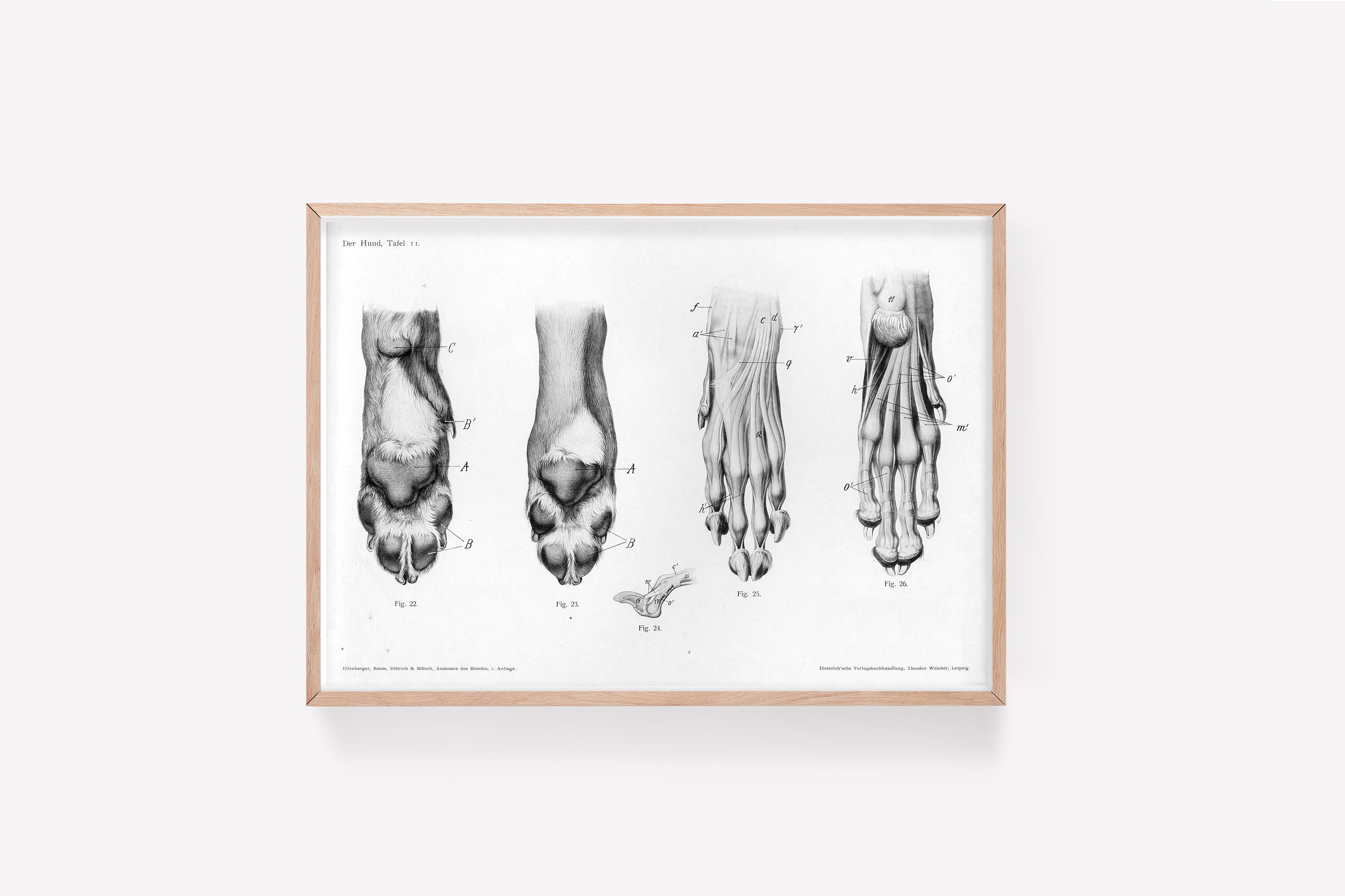 Dog Paw Bones Anatomy