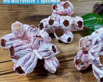 Natural Purple Acorn Barnacle Cluster: Coastal Terrarium Decor - Etsy