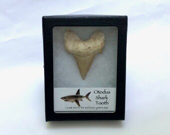 Megalodon Shark Tooth Fossil in Display Case - Etsy