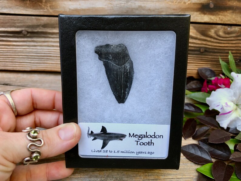 Megalodon Shark Tooth Fossil in Display Case 2 Sizes - Etsy