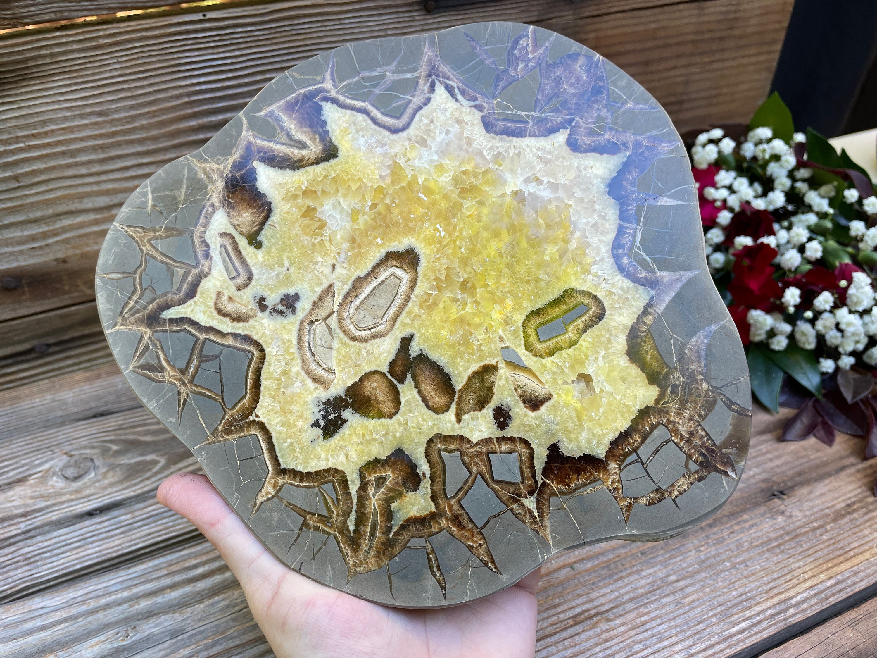 Septarian Geode Slice, Polished on One Side - Etsy