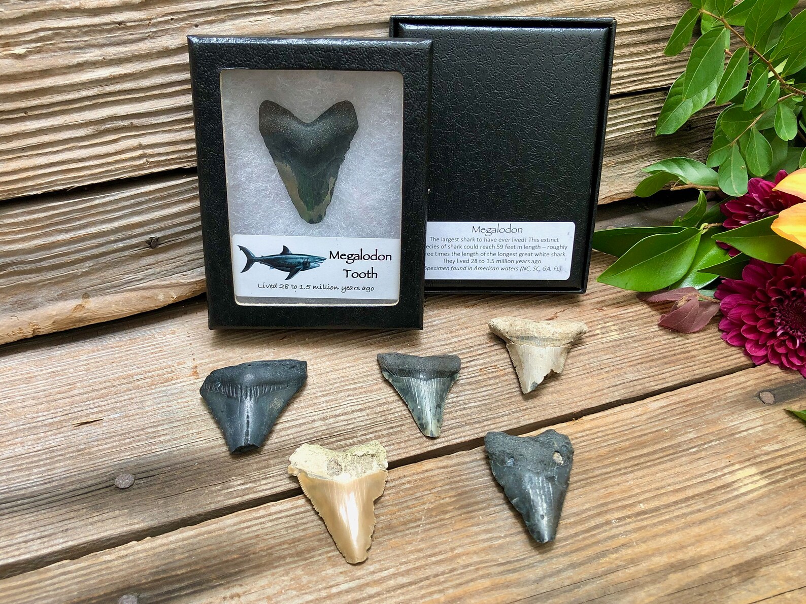 Megalodon Shark Tooth Fossil in Display Case 2 Sizes - Etsy