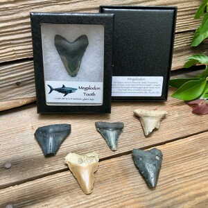 Megalodon Shark Tooth Fossil in Collector's Display Case - Etsy