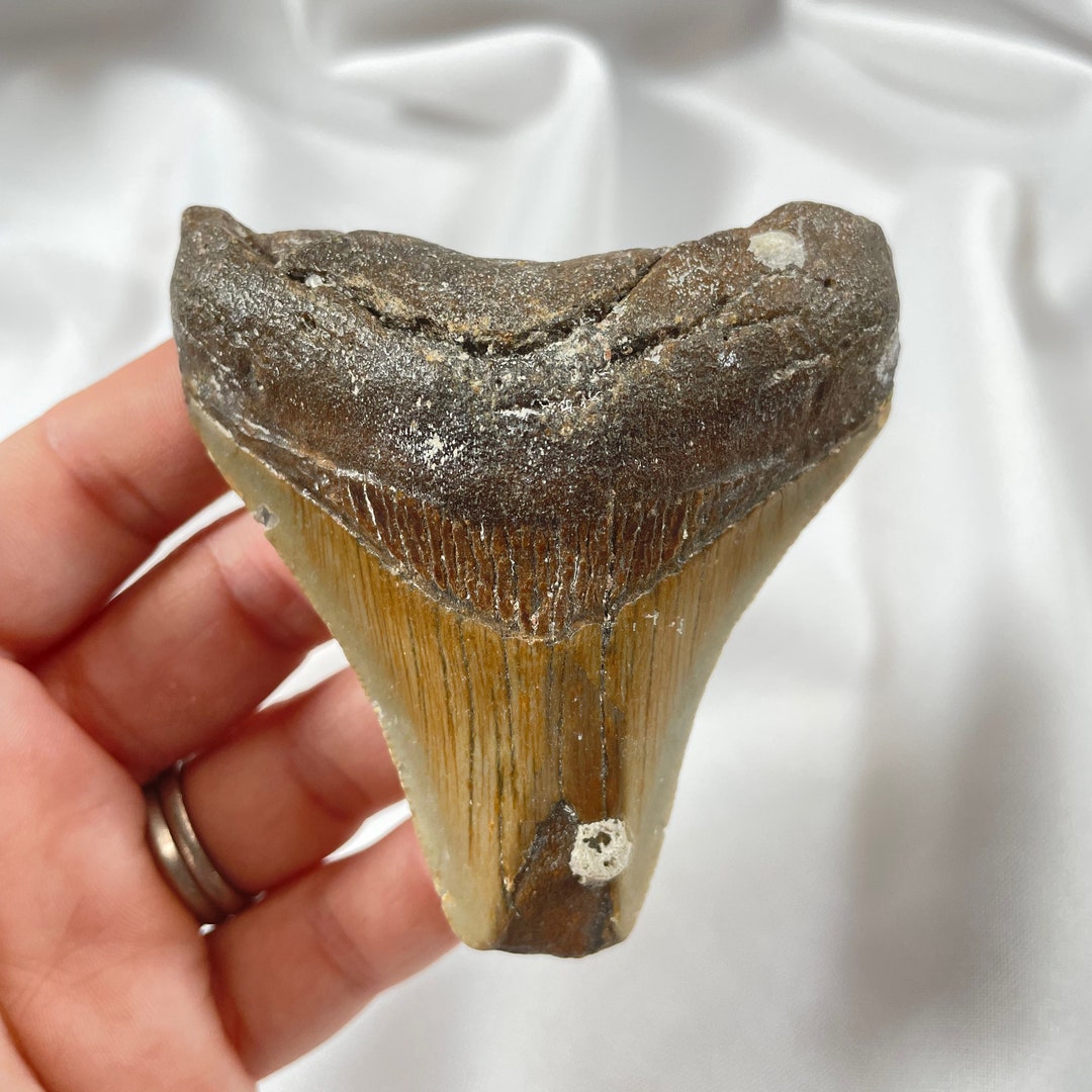 Megalodon 3 Long Tooth, Authentic Fossilized Shark Tooth - Etsy