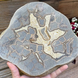 Septarian Geode Slice, Polished on One Side - Etsy