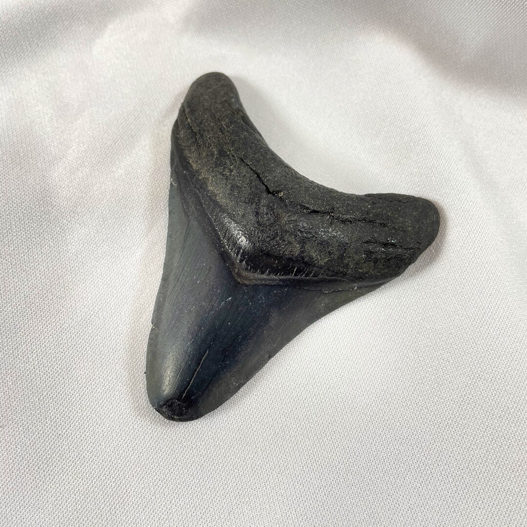 Megalodon 3 Long Tooth, Authentic Shark Tooth Fossil - Etsy