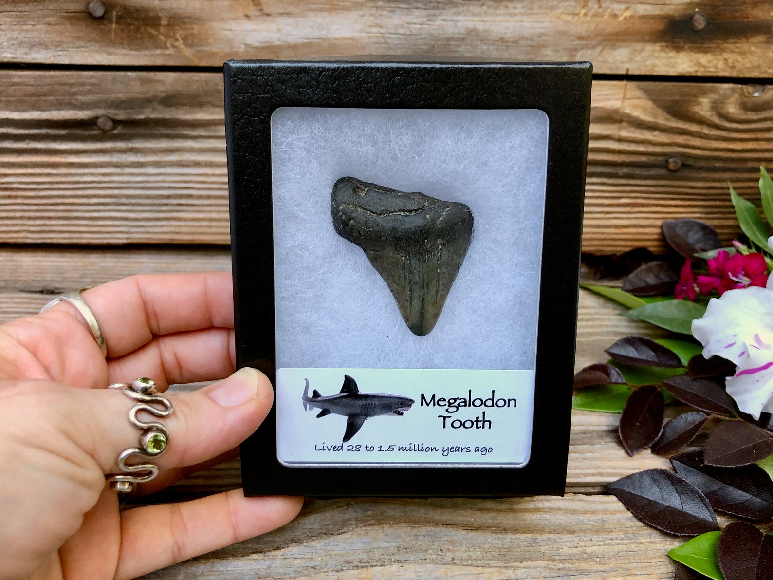Megalodon Shark Tooth Fossil in Display Case 2 Sizes - Etsy