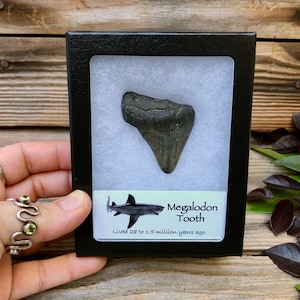 Megalodon Shark Tooth Fossil in Display Case 2 Sizes - Etsy