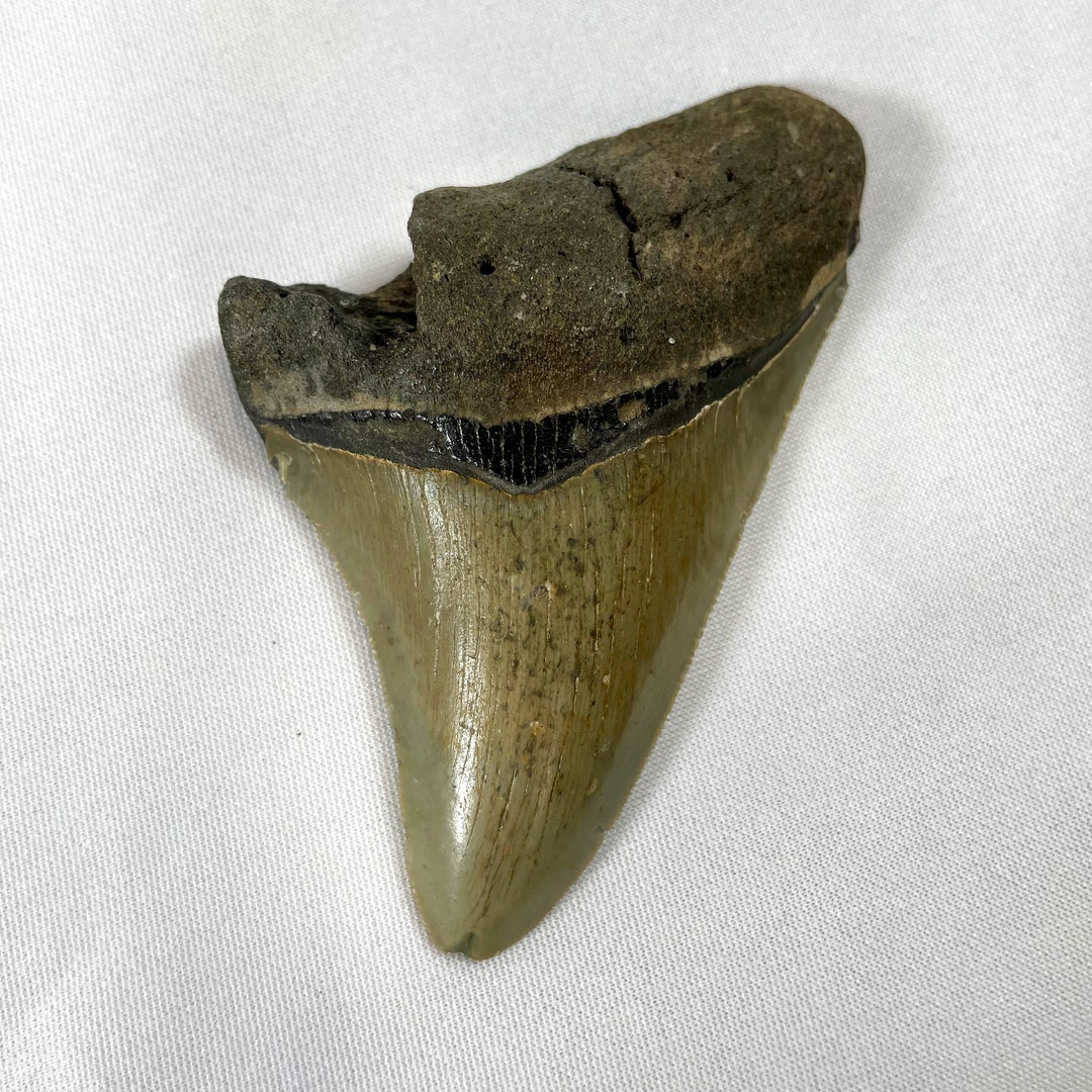 Megalodon 3.5 Long Tooth, Authentic Shark Tooth Fossil - Etsy