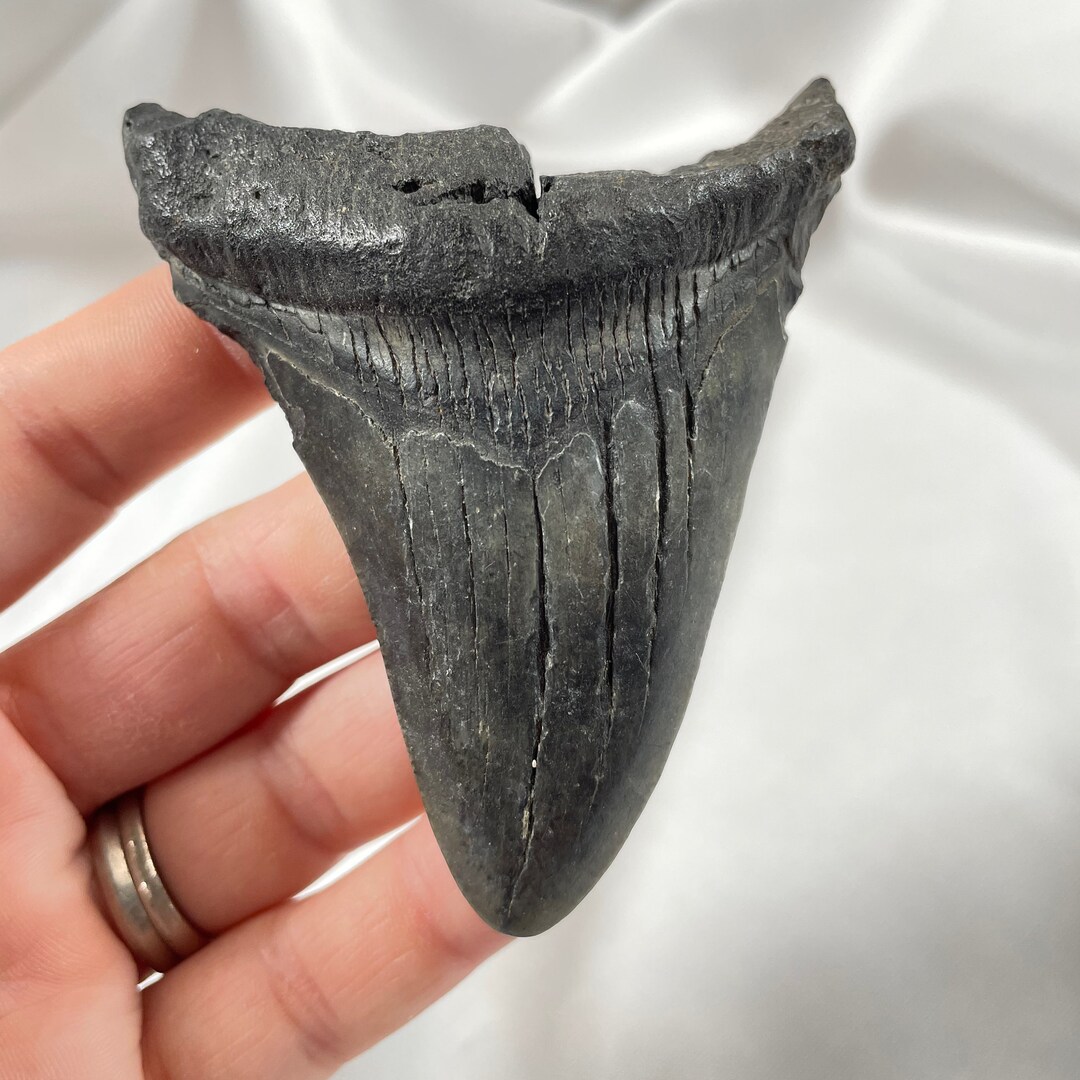 Megalodon 3 Long Tooth, Authentic Fossilized Shark Tooth - Etsy