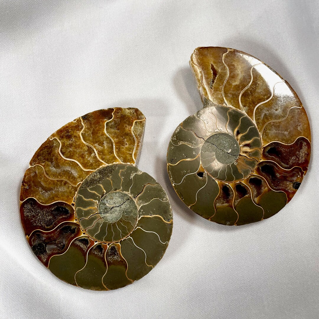 Ammonite Fossil Sliced Pair, Authentic Fossilized Ammonite Specimen - Etsy