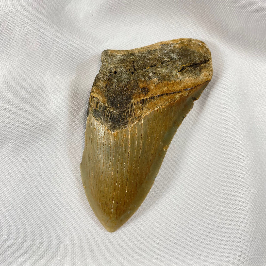 Megalodon 4.25 Long Tooth, Authentic Shark Tooth Fossil - Etsy