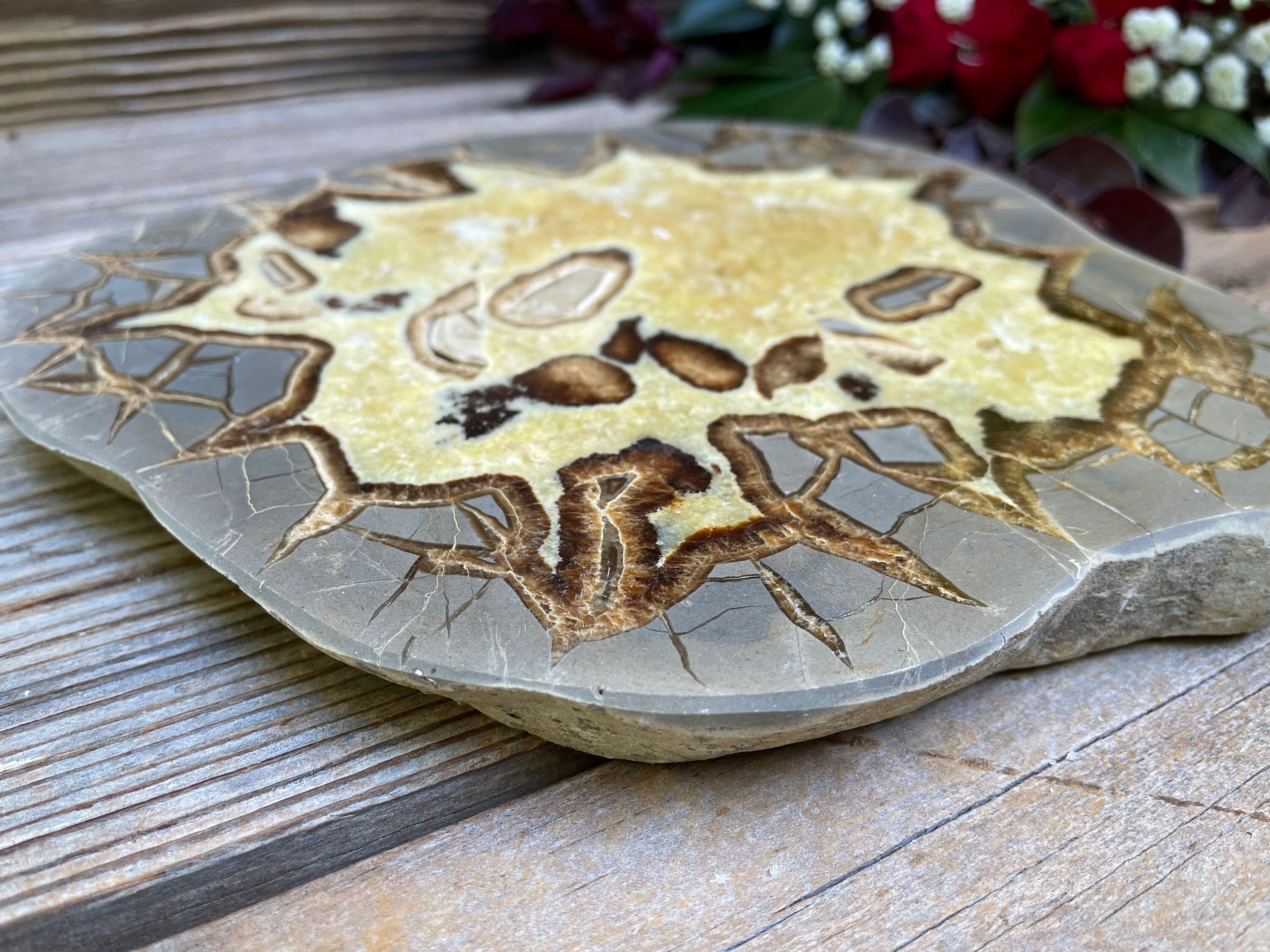 Septarian Geode Slice, Polished on One Side - Etsy