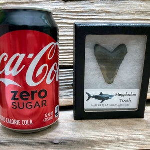 Megalodon Shark Tooth Fossil in Display Case 2 Sizes - Etsy