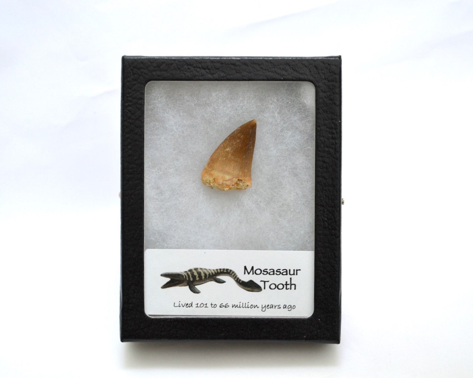 Mosasaur Tooth Fossil in Display Case - Etsy