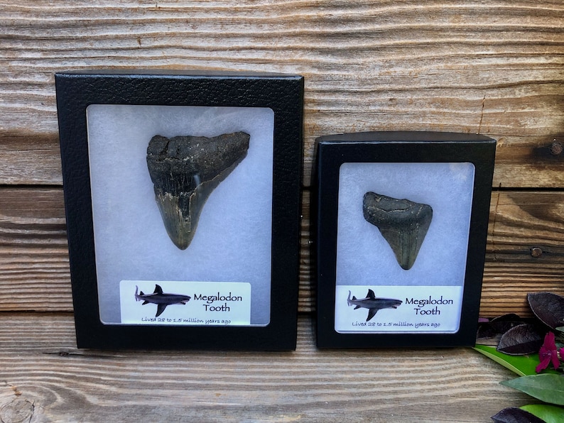 Megalodon Shark Tooth Fossil in Display Case 2 Sizes - Etsy