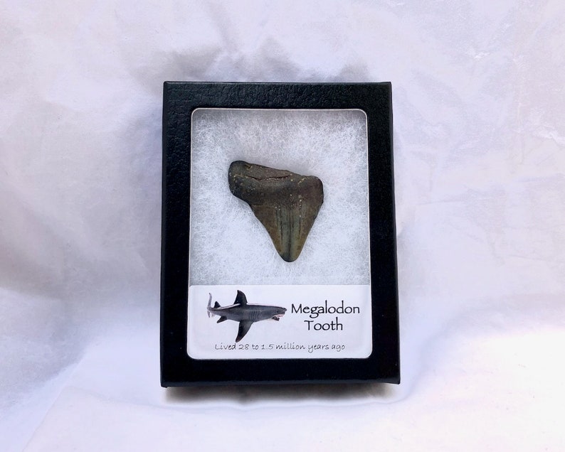 Megalodon Shark Tooth Fossil in Display Case - Etsy