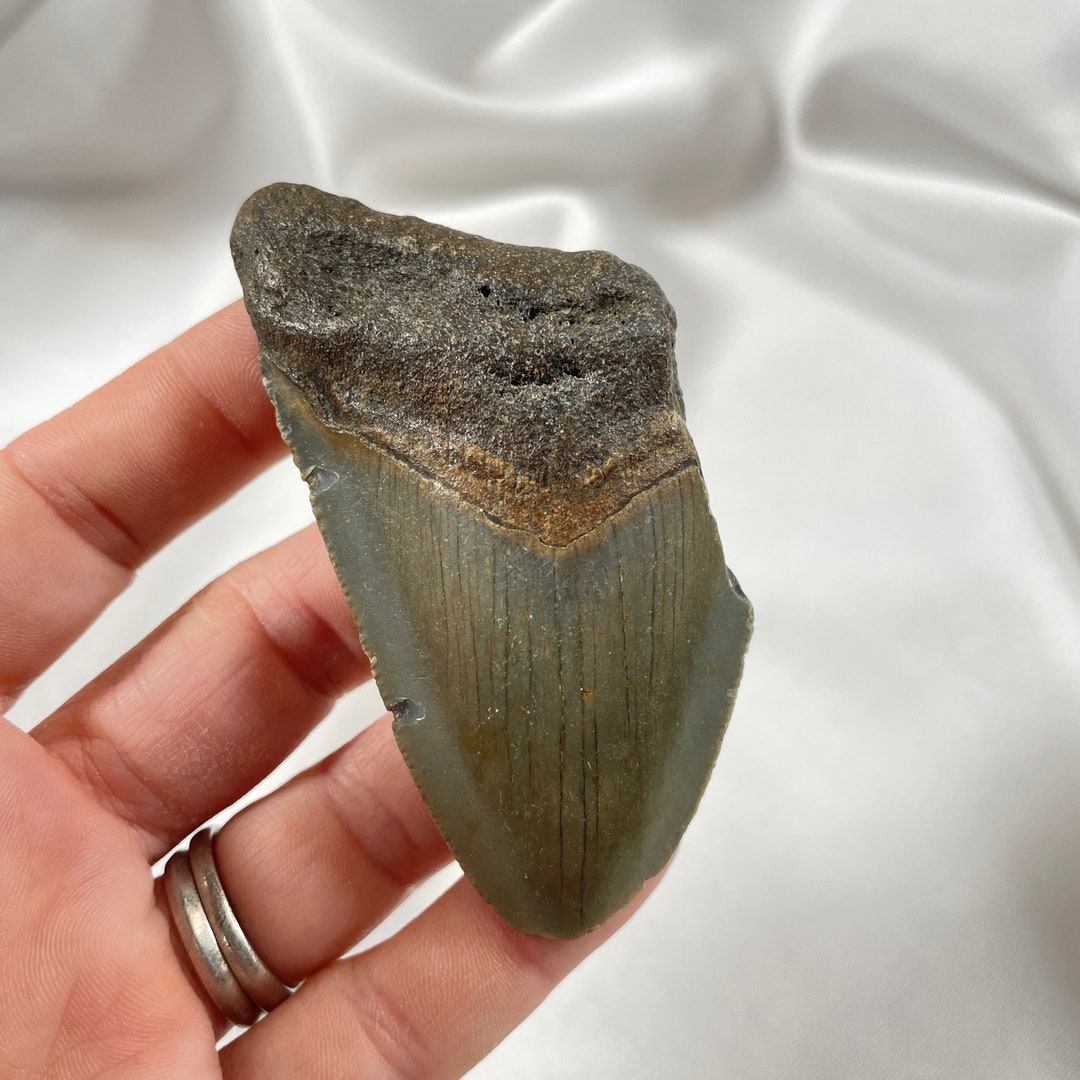 Megalodon 3 Long Tooth, Authentic Fossilized Shark Tooth - Etsy