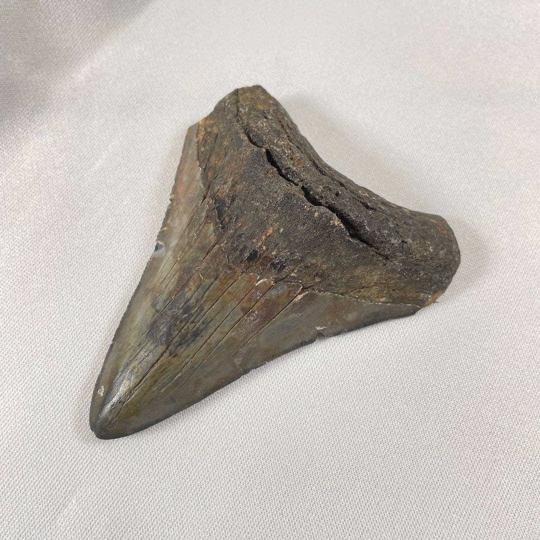 Megalodon 3 Long Tooth, Authentic Shark Tooth Fossil - Etsy
