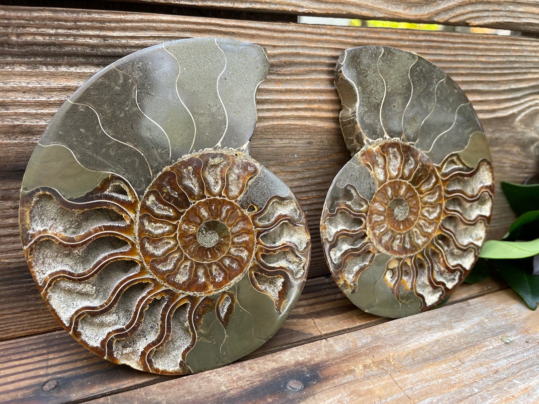 Large Ammonite Sliced Pair, Authentic Fossilized Ammonite Specimen - Etsy