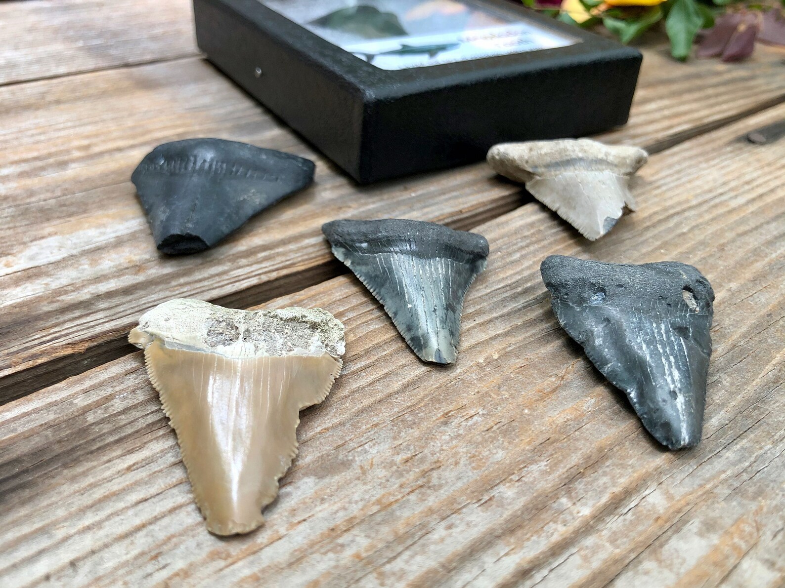 Megalodon Shark Tooth Fossil in Display Case 2 Sizes - Etsy