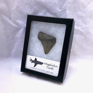 Megalodon Shark Tooth Fossil in Display Case - Etsy