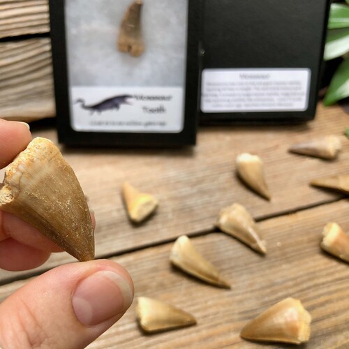 Megalodon Shark Tooth Fossil in Display Case 2 Sizes - Etsy