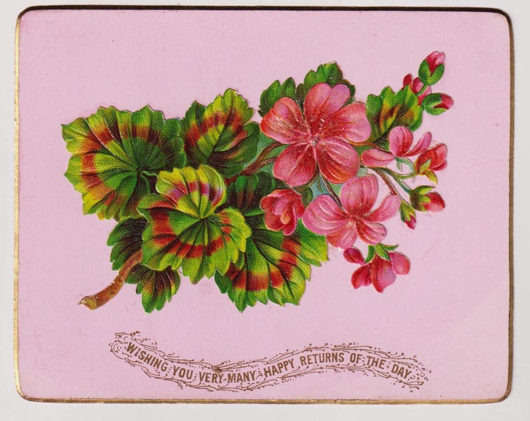 PINK GERANIUMS, Glimmer, Victorian Birthday Greetings Card/ephemera ...