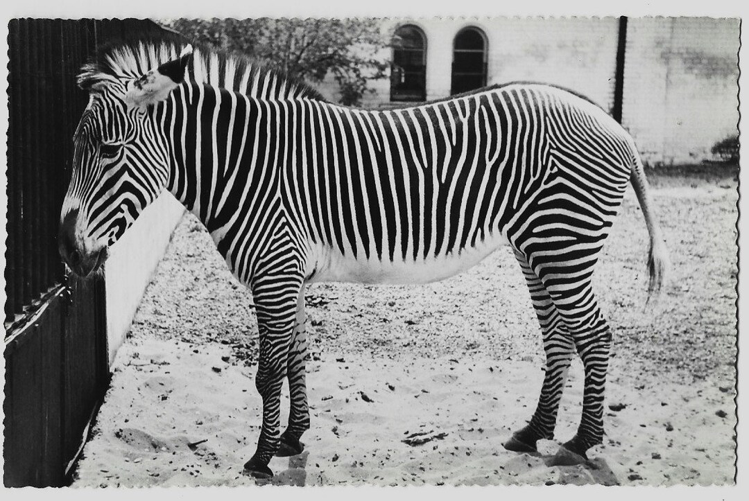 ZEBRA London Zoo Vintage Real Photo Postcard Photographic - Etsy