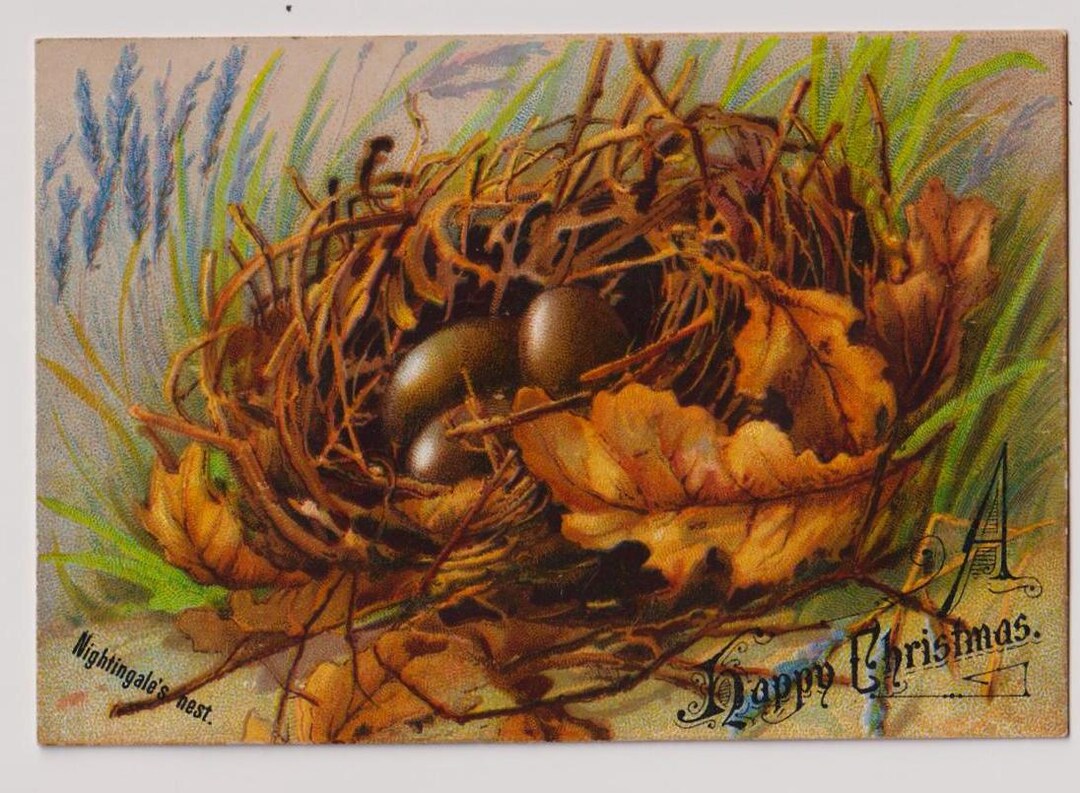 BIRD NEST With EGGS, Nightingale's Nest, Delightful Victorian Christmas ...