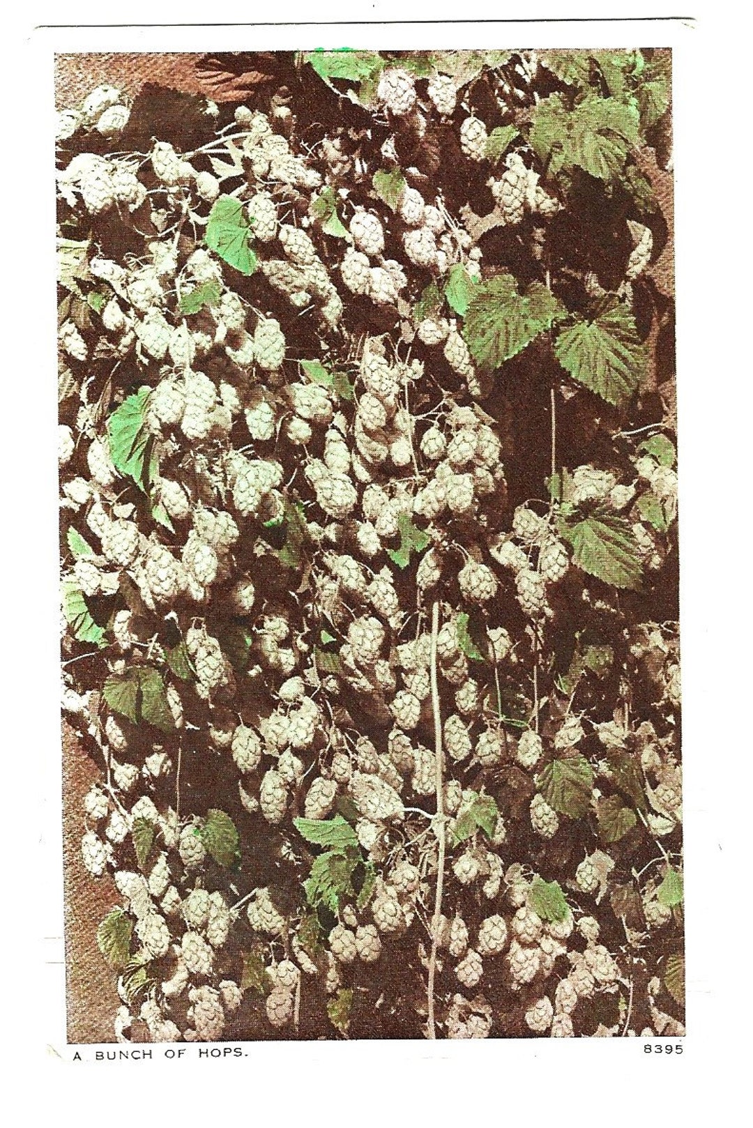 BUNCH of HOPS, Traditionally Used in BEER Making, Vintage Postcard, E A ...