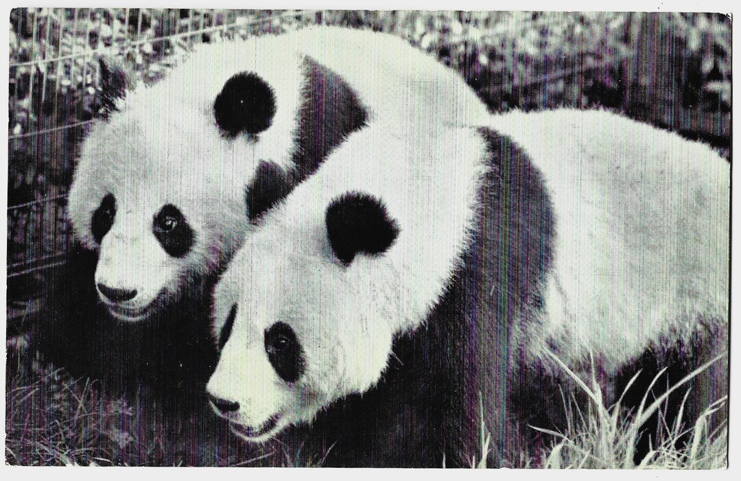 GIANT PANDAS, Chia Chia and Ching Ching, Zoological Society of London ...