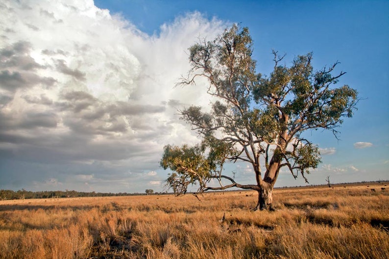 Australian Storm Print Fine Art Photography australia Bush - Etsy