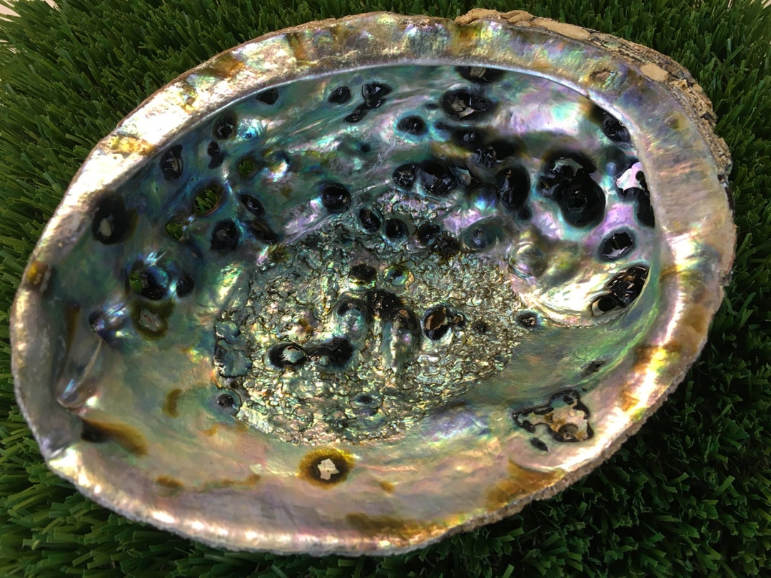 Large Abalone Shell - Imperfect and a Bit Ugly! May Have Hairline ...