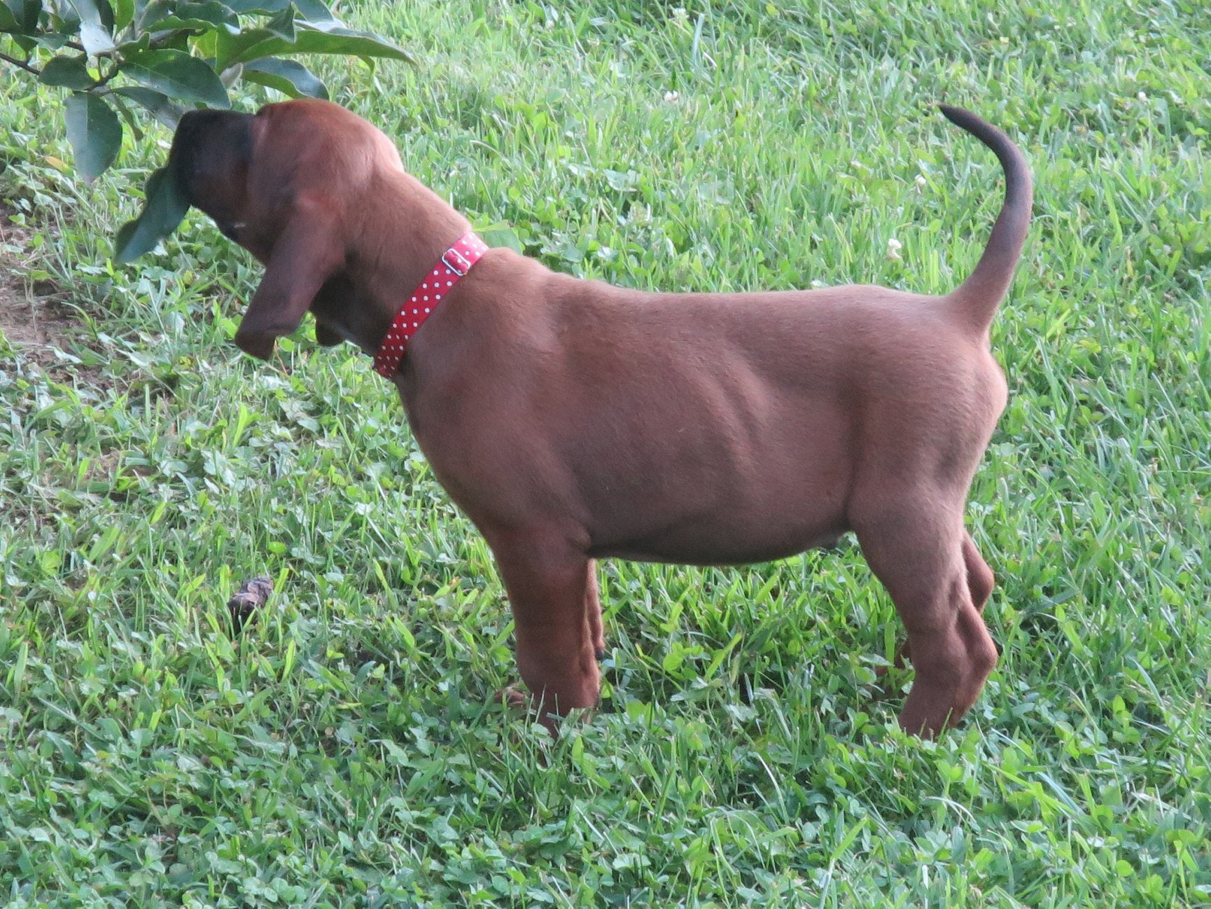 Allbreeds Large Breed Wide Puppy I.D Whelping Collars - Etsy