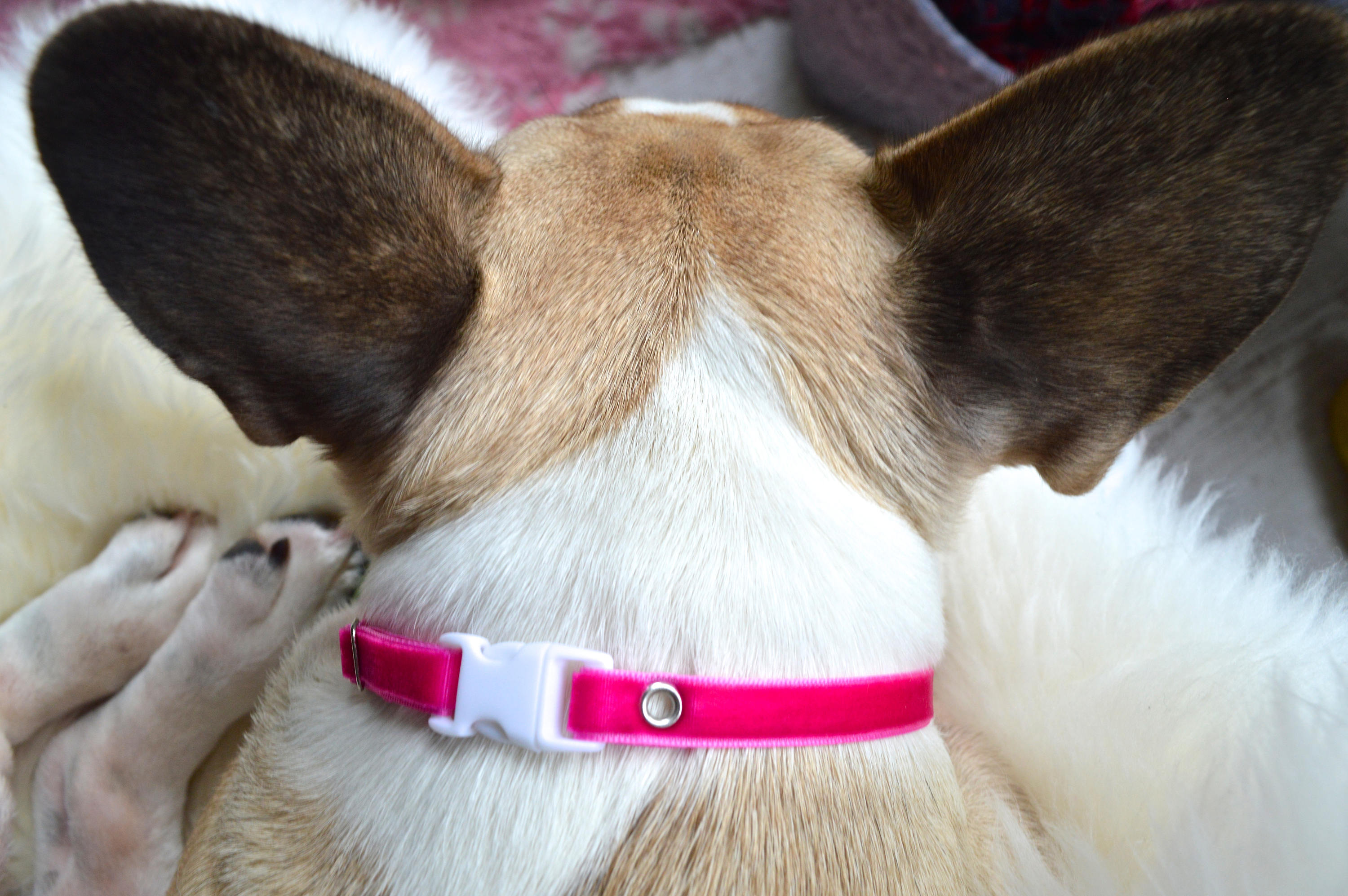 Allbreeds Puppy ID Whelping Collars Velvet | Etsy